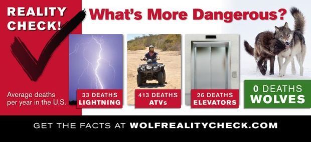Polarized wolf groups battle with billboards