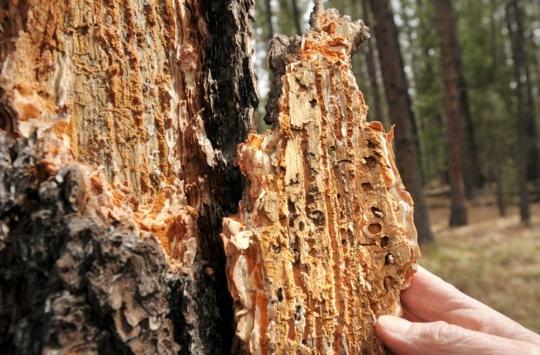 Researchers: Pine beetles change raindrop physics when they kill trees