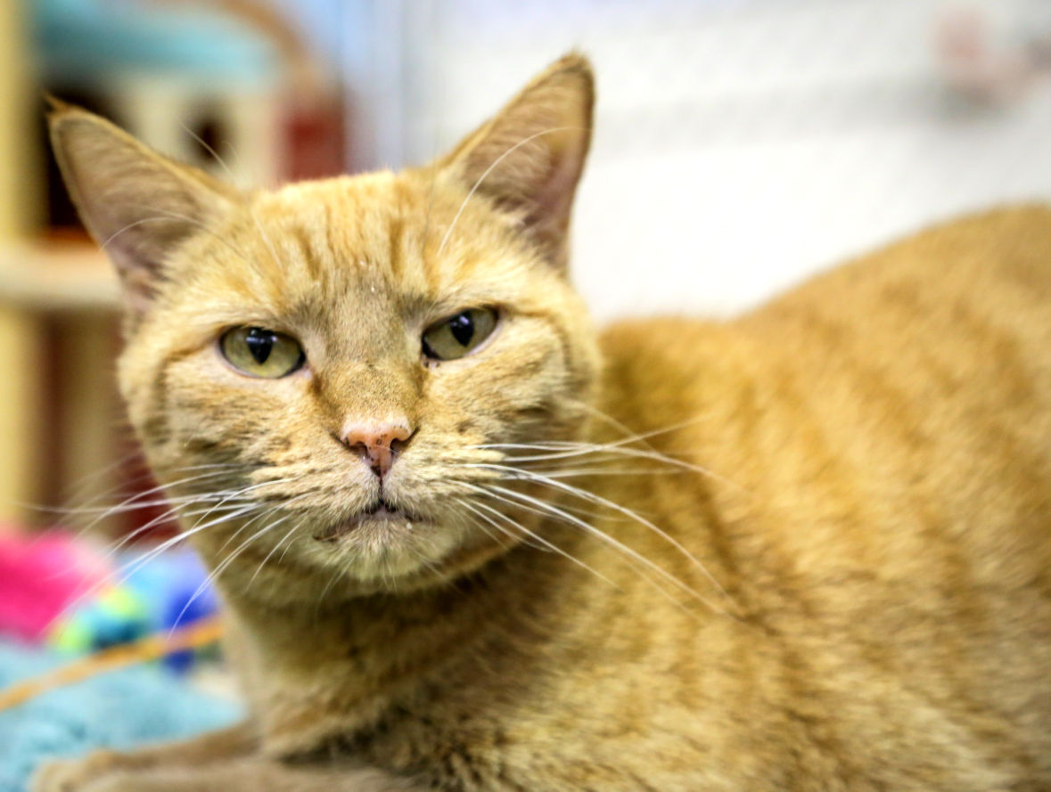AniMeals cat Cheddar is on the hunt for his forever home | Hometowns ...