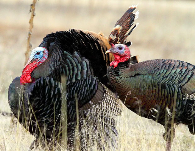 Too many turkeys? FWP proposes higher fall limits for Missoula, Ravalli ...