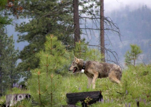 2 wolves caught, collared in NE Washington