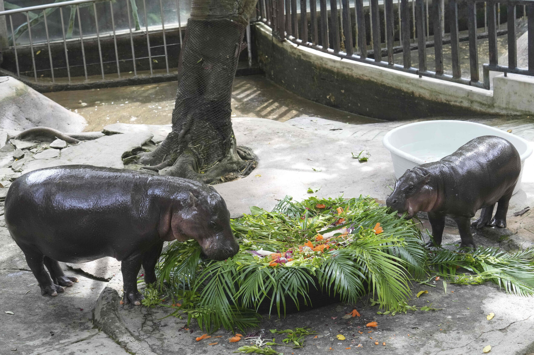Thousands celebrate baby hippo Moo Deng's first birthday