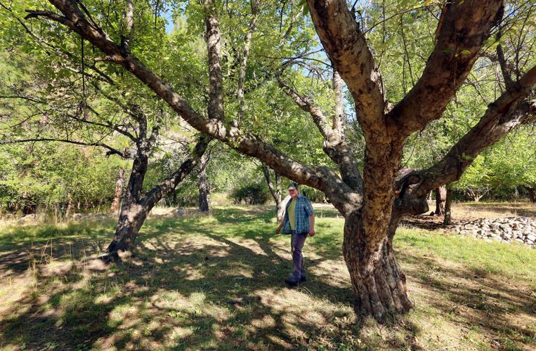 Lantz Bar orchard on remote Salmon River a trove of heritage apples