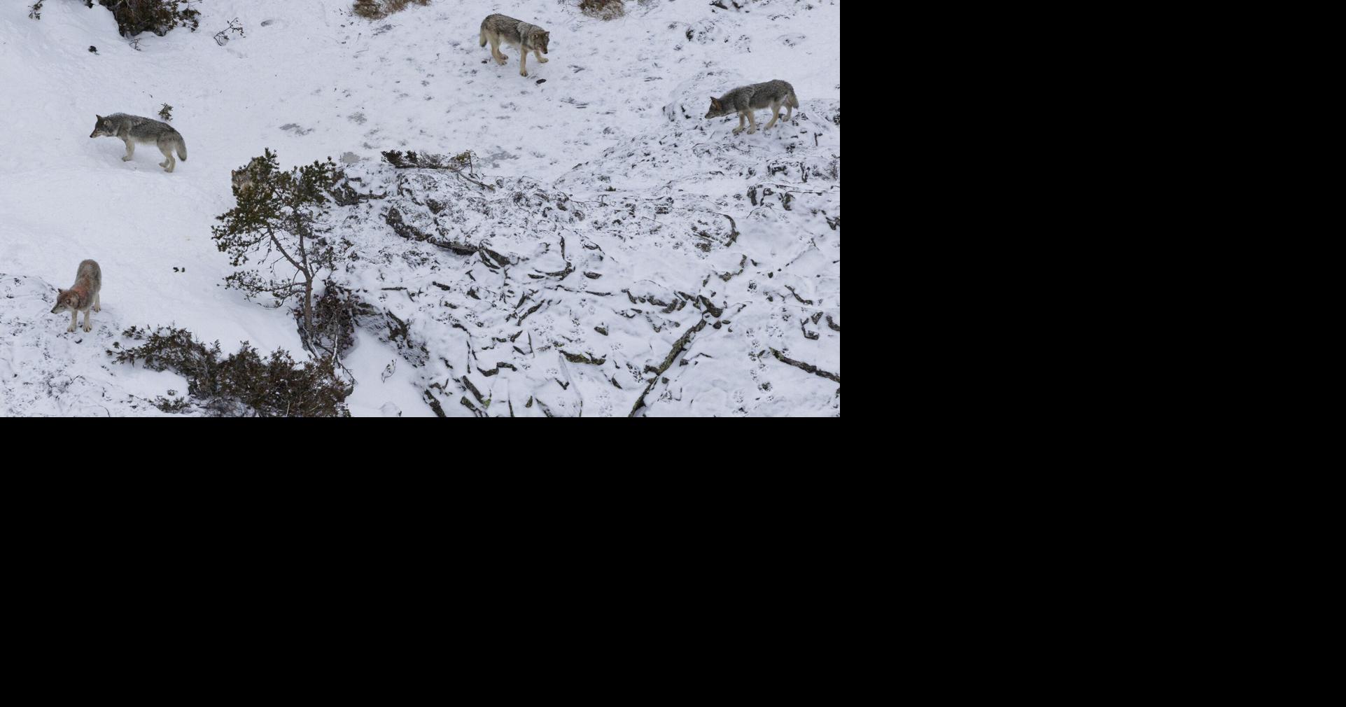 Judge: Feds must reconsider protections for gray wolves