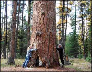 Gus glows in the spotlight at Seeley Lake Tamarack Festival
