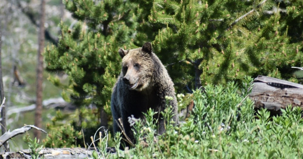 Timeline to restore grizzly bears in Bitterroot released