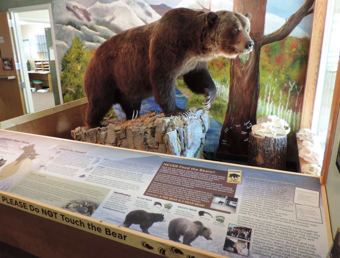 830-pound grizzly featured in new Lincoln display