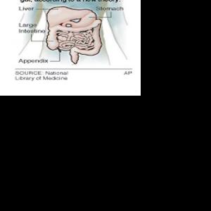 Appendix may be for making, protecting good germs, say scientists