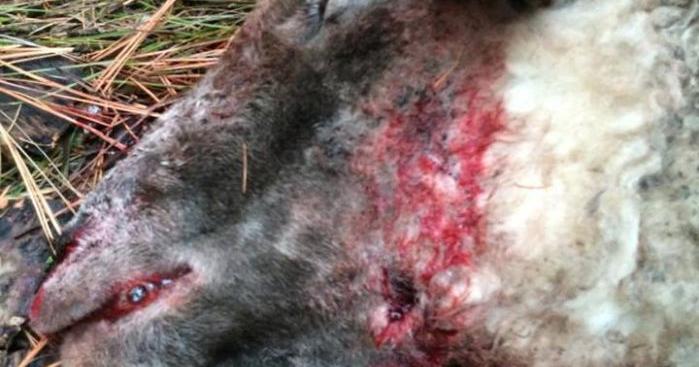 Mountain lions suspected of killing sheep, goats in Pattee Canyon