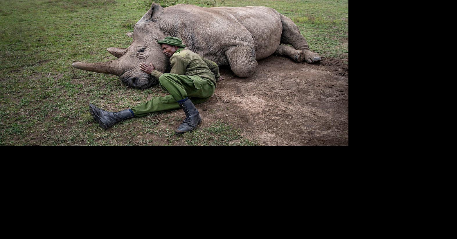 Missoula filmmaker documented the last male white northern rhino