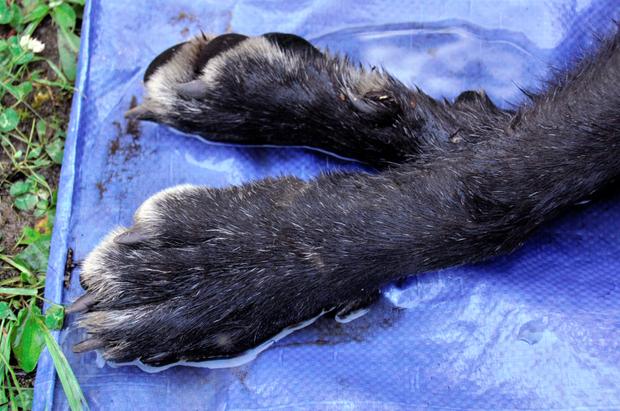 Washington state confirms 4 new wolf packs