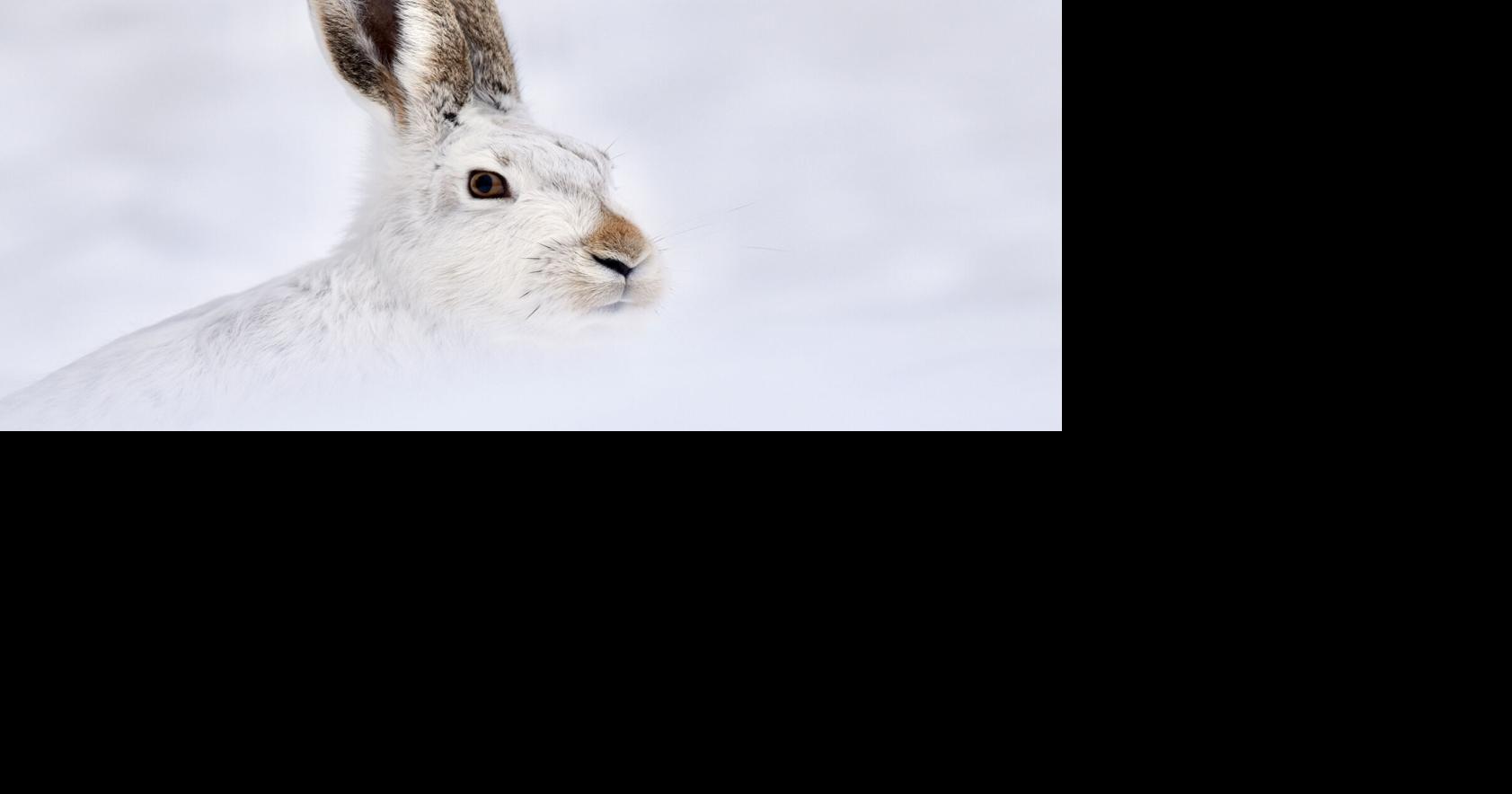 UM scientist examines jackrabbit camouflage in relation to climate change