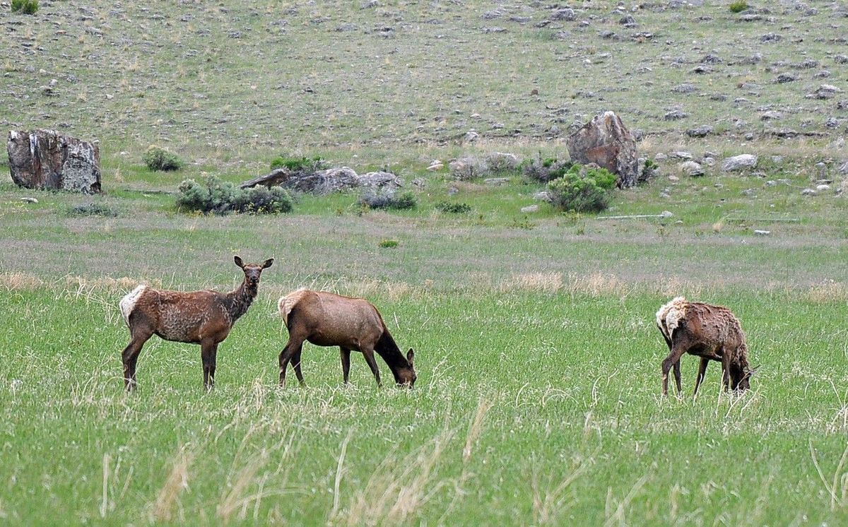 Landowners southeast of Red Lodge will get help keeping elk away
