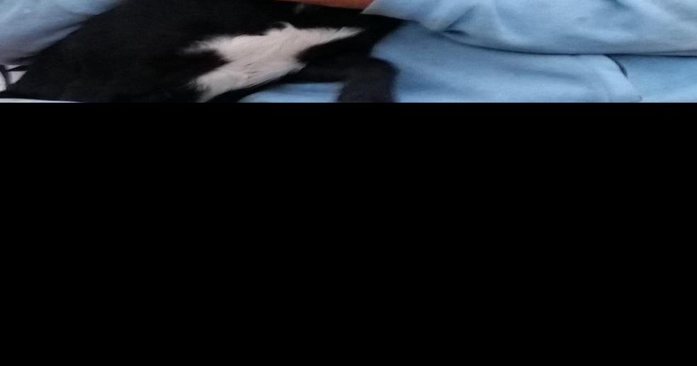 Griffith Lawrence Bye