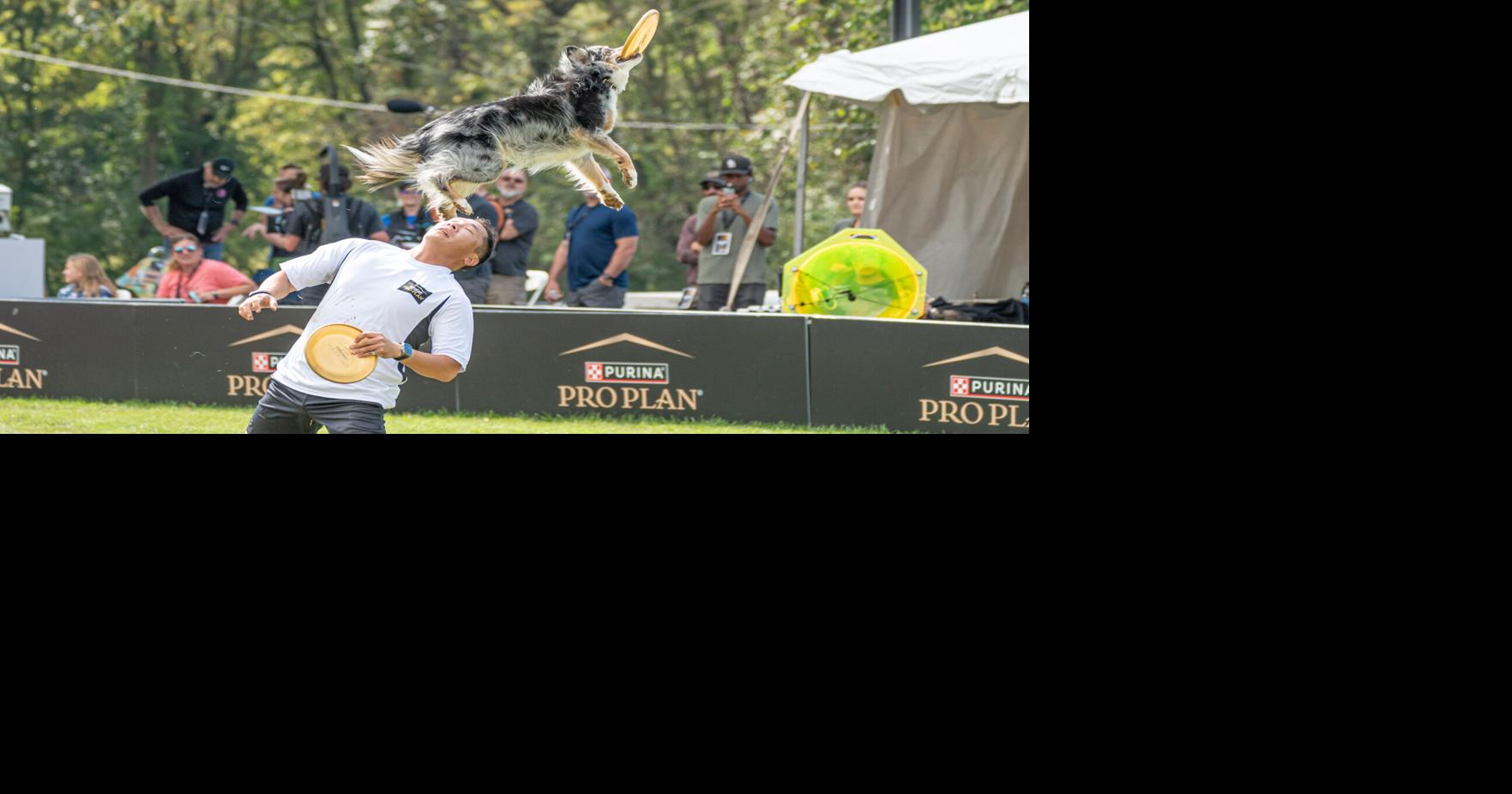 PHOTO GALLERY: Purina Farms hosts Incredible Dog Challenge | Gallery ...