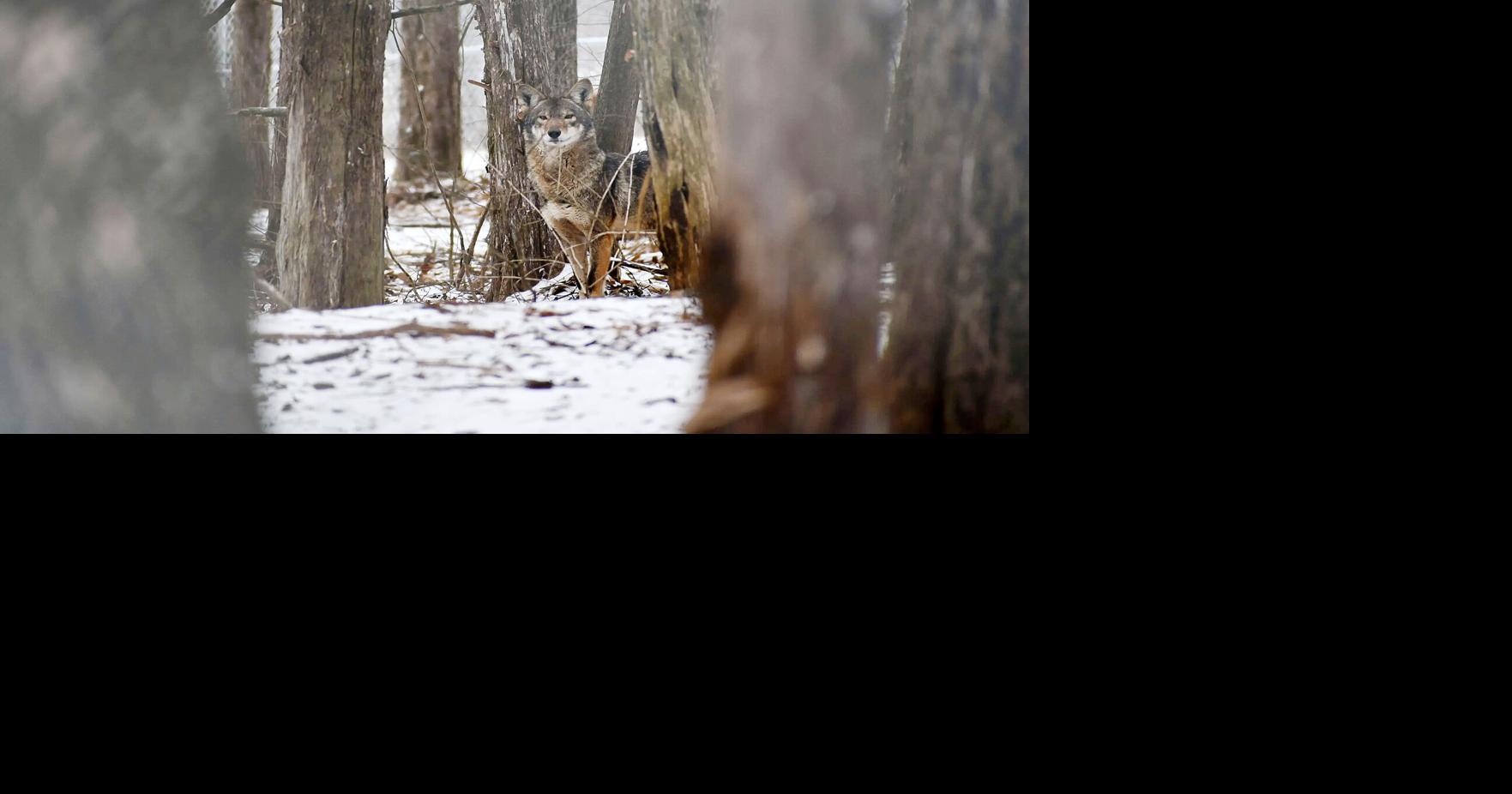 Red wolves getting used to Franklin County habitat | Local News ...