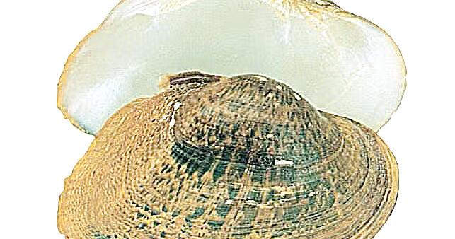 Feds propose endangered mussel habitat in county | Local News ...
