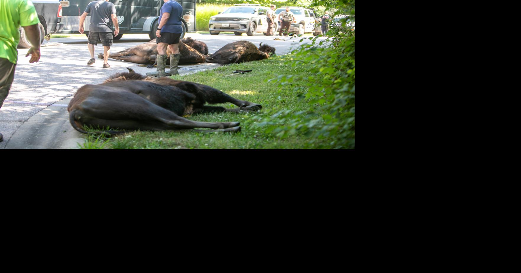Bison killed after getting loose in St. Albans area | Local News ...
