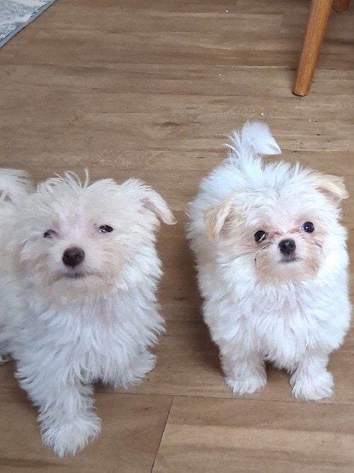 MORKIE PUPPIES: Tiny Toys, baby doll face, all shots to | Pets ...