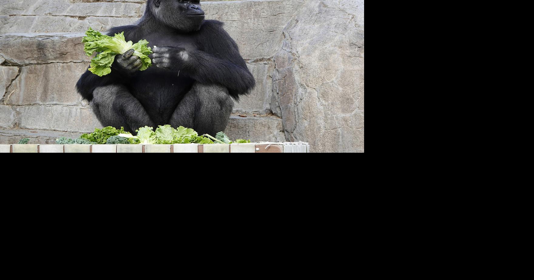'Terrifying': Charging gorilla breaks enclosure glass at San Diego Zoo ...
