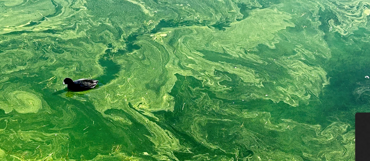 Harmful blue-green algae bloom reported at Lake Mohave | Hydrography ...