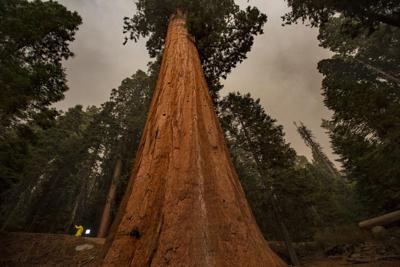 Four most polluted national park sites are in California ...