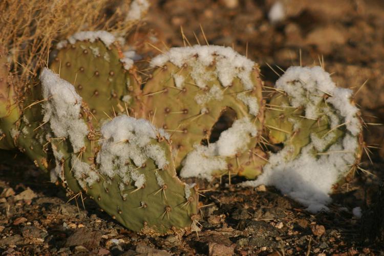 Nature Notes | Seasons greetings | Biology | mohavedailynews.com