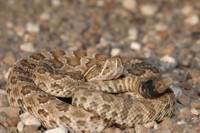 Have you seen these snakes? Why you shouldn’t kill them | Lifestyles ...