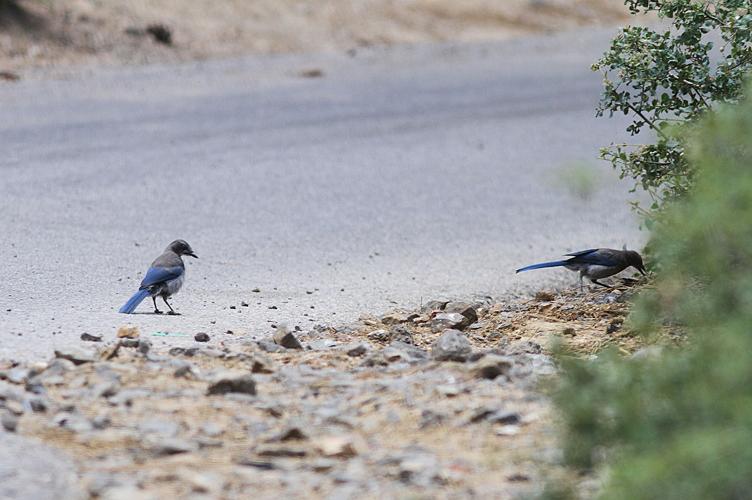 Nature Notes: A secret, sweet tune of a scrub jay | Lifestyles ...