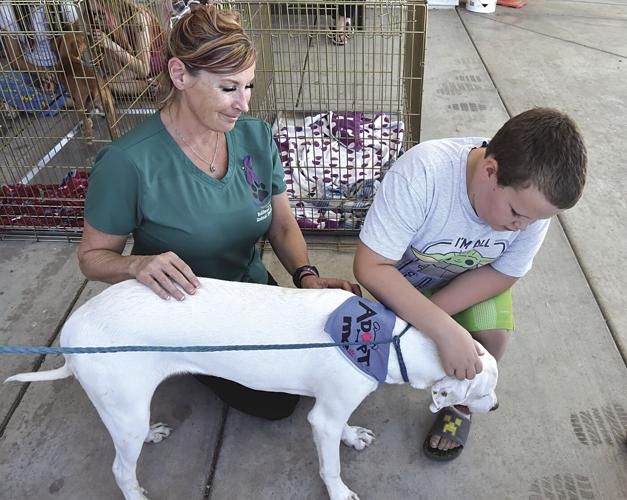 Every dog has its day (in costume) | News | mohavedailynews.com