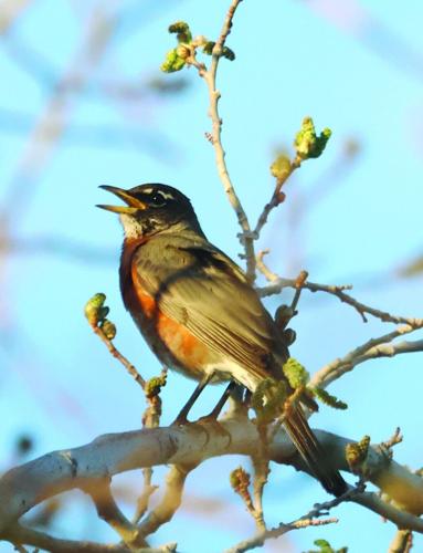 Nature Notes | Spring is springing, and the birds are singing ...