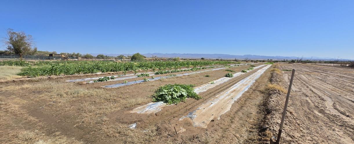 Triple Farms grows fresh produce and deep roots in the desert ...