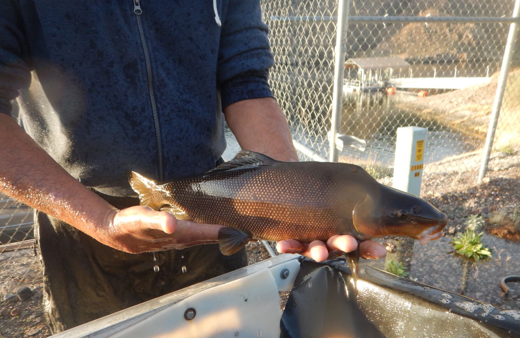 Lake levels to be lowered for annual razorback sucker collection | News ...