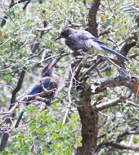 Nature Notes: A secret, sweet tune of a scrub jay | Lifestyles ...