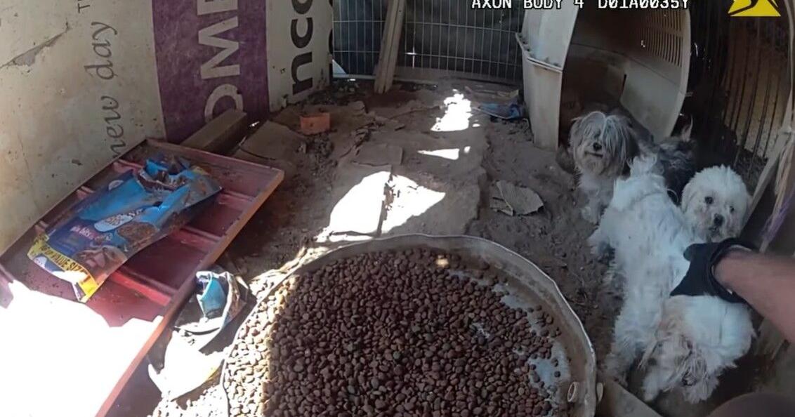 Dolan Springs man cited for animal cruelty and other charges after ...