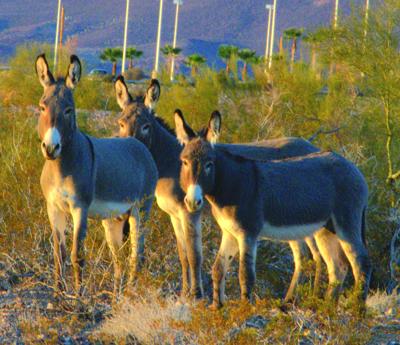 BLM seeks comment on herd management plan | News | mohavedailynews.com