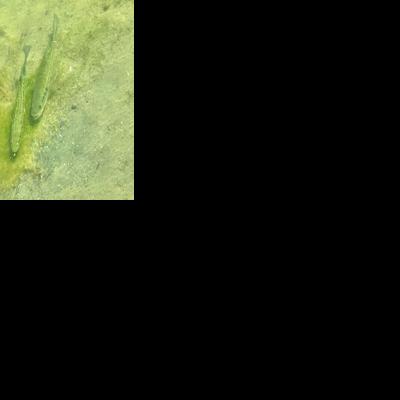 Friday Fishing Report | Spawning season impacts area fishing | News ...