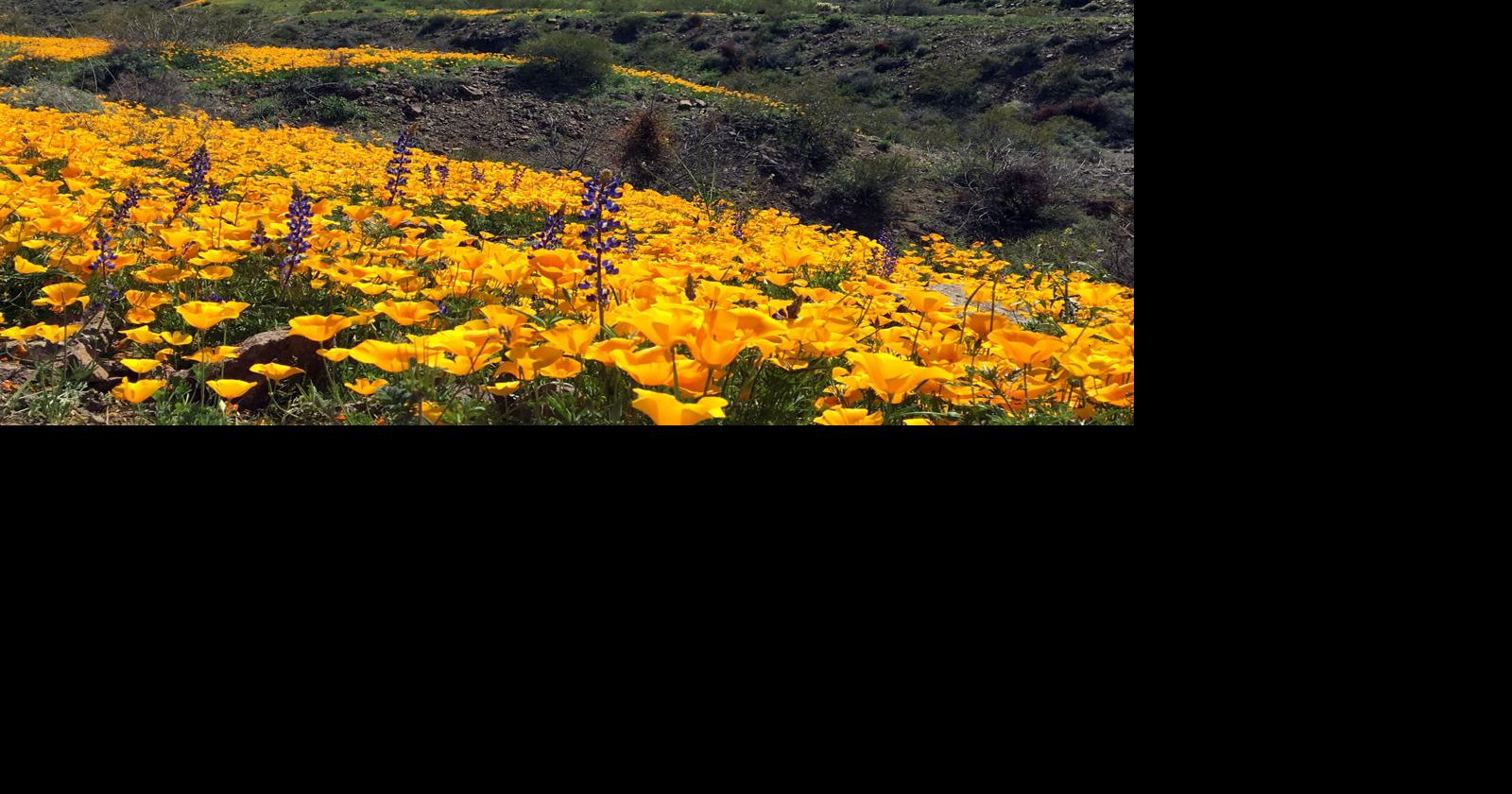 Spring may bring a super wildflower bloom | Local News ...