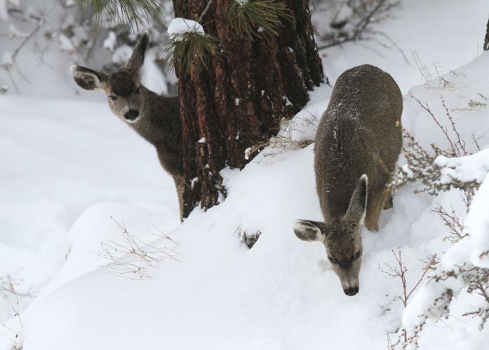 Nature Notes | Seasons greetings | Biology | mohavedailynews.com