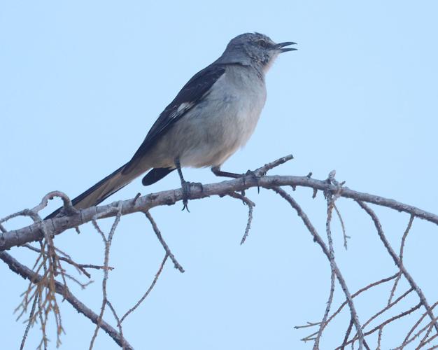 Nature Notes | Spring is springing, and the birds are singing ...