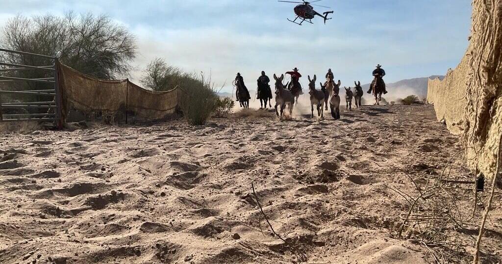 BLM begins wild burro roundup in Black Mountains | News ...