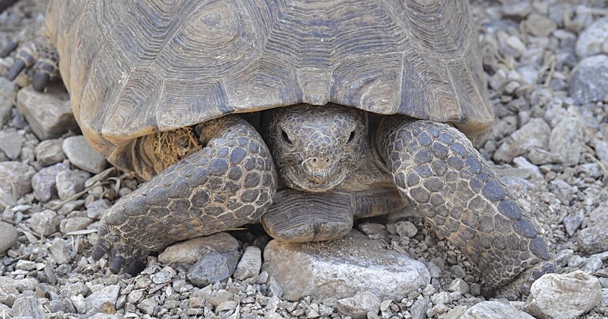 Give tortoises the right of way | News | mohavedailynews.com