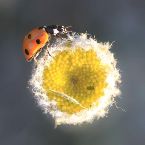 Nature notes | Desert Marigold: Golden-yellow blooms all over the ...