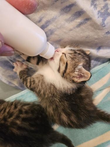 Cat Chat: Caring for neonatal kittens | News | mohavedailynews.com
