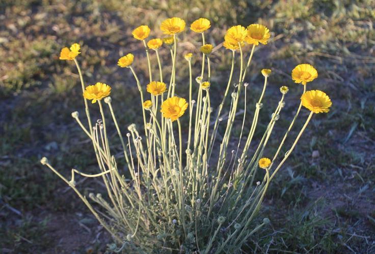 Nature notes | Desert Marigold: Golden-yellow blooms all over the ...