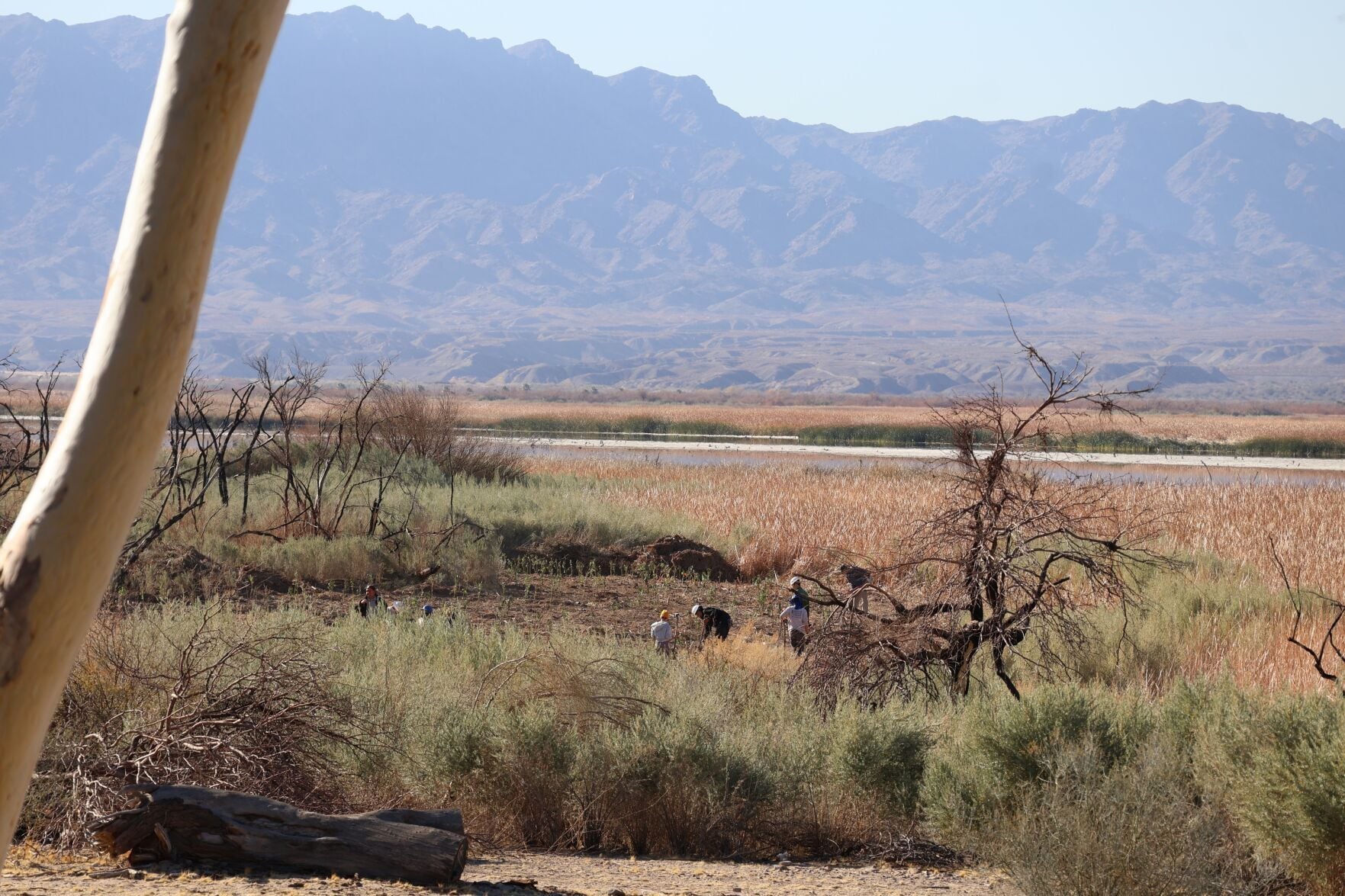 Game and Fish could transfer 320 acres of Topock Marsh to wildlife ...