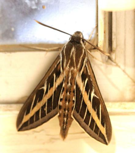 Nature Notes | White-Lined Sphinx Moth: Beautiful and impressive moths ...
