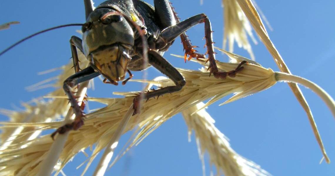 Crickets a real nuisance in Elko | News | mohavedailynews.com