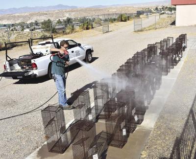 TNR program goes into summer mode | News | mohavedailynews.com