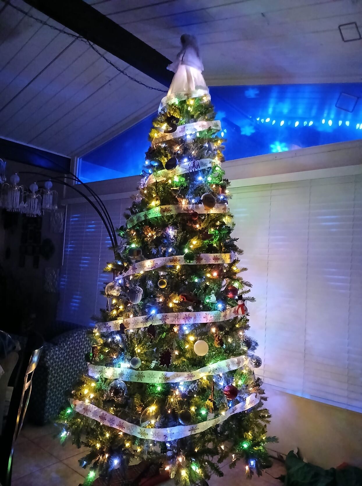 How lovely are your branches: Tri-state Christmas trees | Multimedia ...